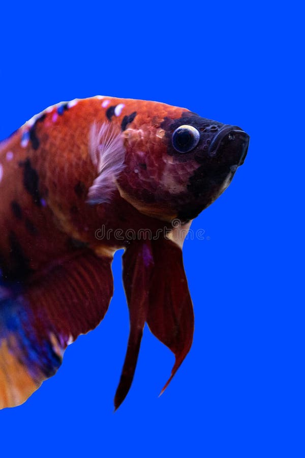Fancy Fighting Fish Species Bred in Thailand Stock Image - Image of ...