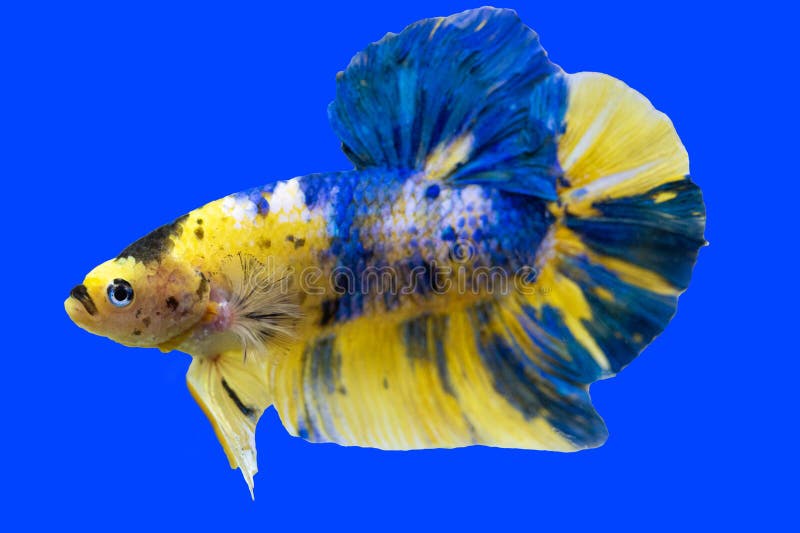 Fancy Fighting Fish Species Bred in Thailand. Stock Image - Image of ...