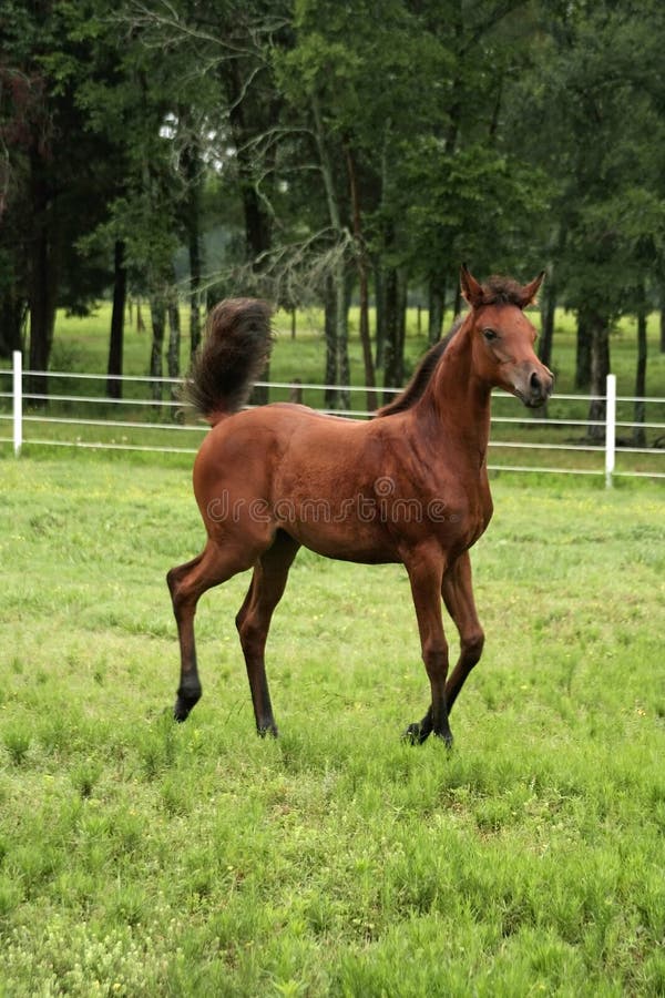 Fancy Filly stock image. Image of filly, colt, pasture - 905631