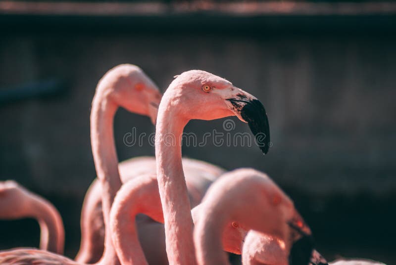 Fancy Flamingo Closeup stock photo. Image of close, flamingo - 149226454