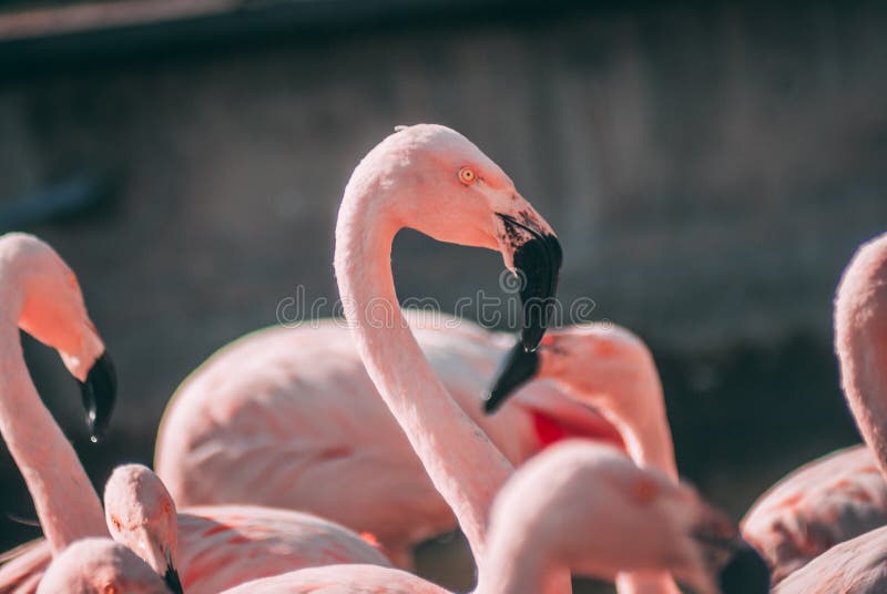 Fancy Flamingo stock photo. Image of chilensis, exotic - 149226138