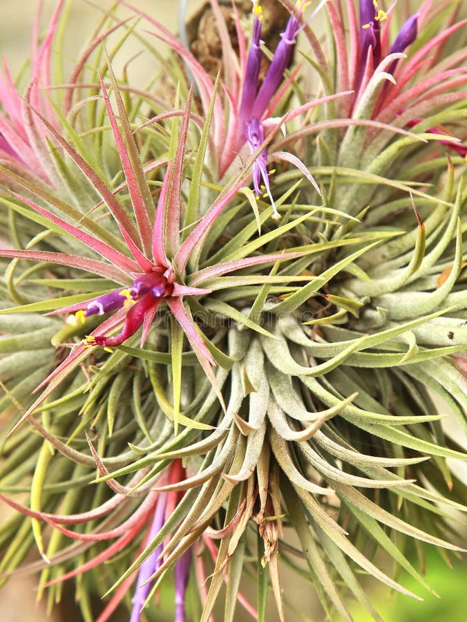 Fancy flowers stock image. Image of graphic, pattern - 21414399