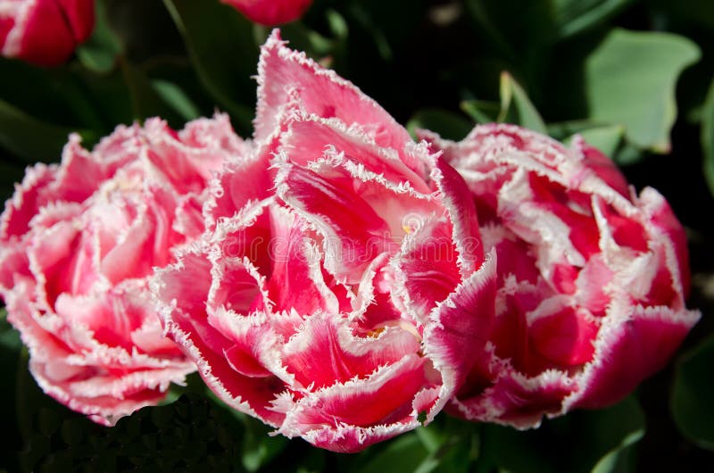 Fancy Frilled Tulips stock photo. Image of flower, liliaceae - 24636672