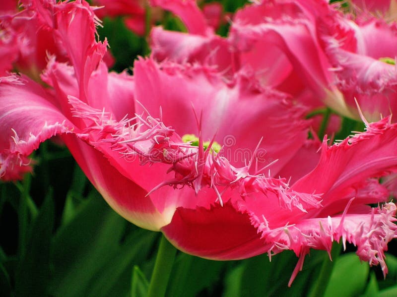 Fancy Frills Tulips stock image. Image of flower, decoration - 280616319