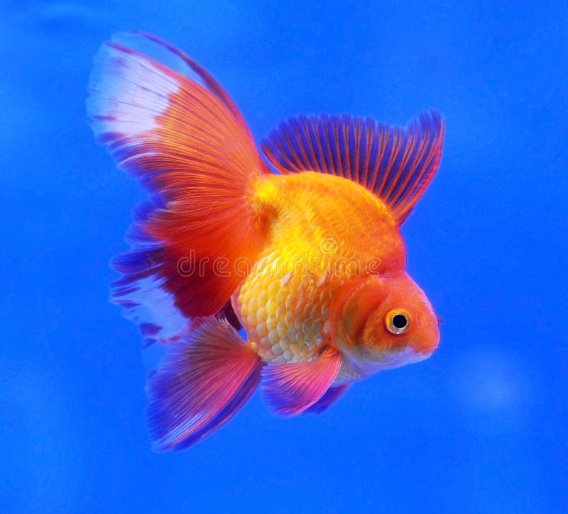 Butterfly Goldfish