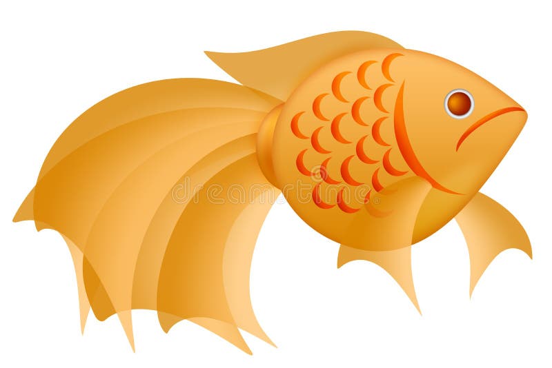 Fancy Goldfish Illustration Isolated on White Stock Illustration ...