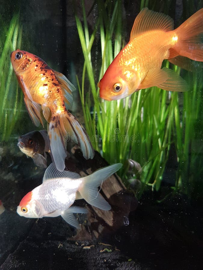 Fancy Goldfish stock photo. Image of aquatic, fancy - 118660044