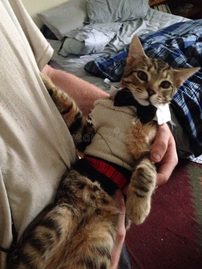 Fancy kitten stock image. Image of fancy, dressed, bowtie - 43694379