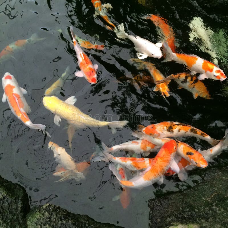 Fancy koi fish stock image. Image of life, yellow, color - 58935397