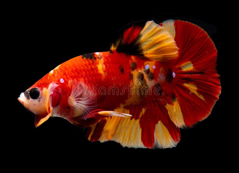 Fancy Koi Galaxy Betta Fish Stock Photo - Image of fancy, exotic: 166013884