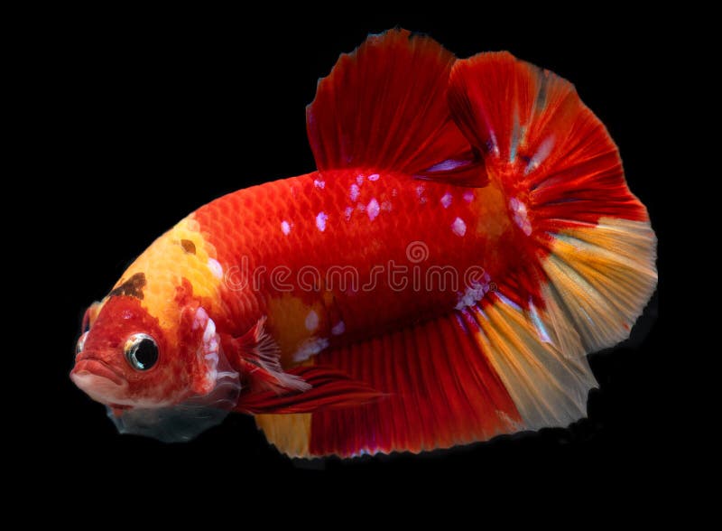 Fancy Koi Galaxy Betta Fish Stock Image - Image of aquatic, betta ...