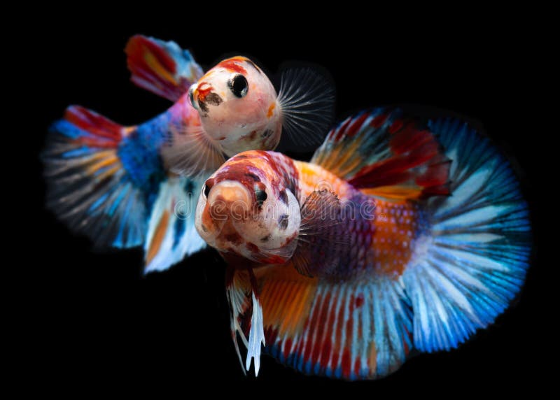 Fancy Koi Galaxy Betta Fish Stock Photo - Image of aquarium, moving ...
