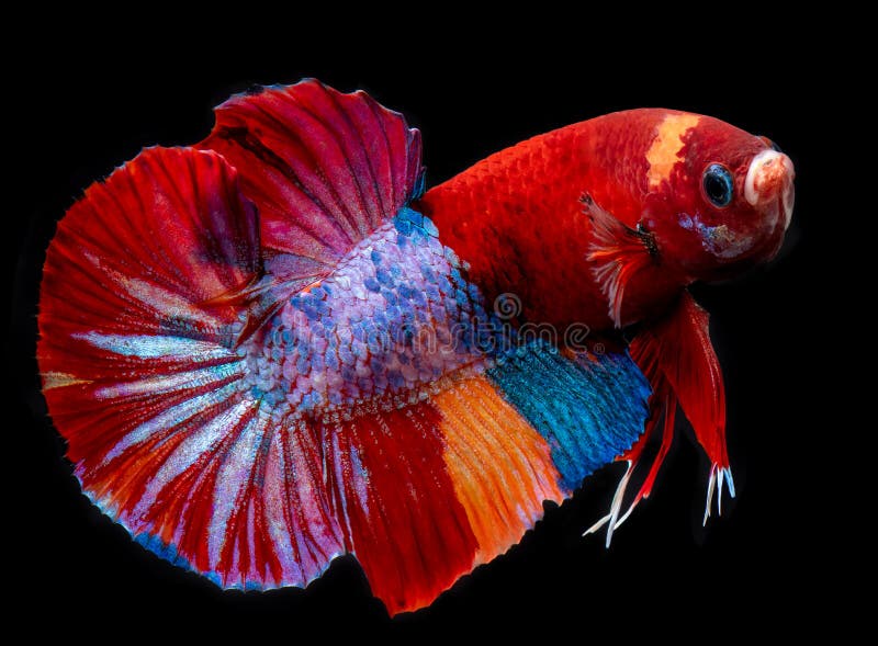 Fancy Koi Galaxy Betta Fish Stock Image - Image of abstract, exotic ...