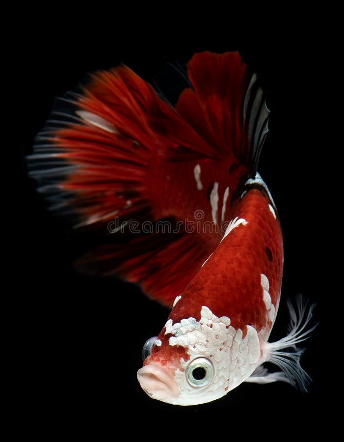 Fancy Koi Galaxy Betta Fish Stock Image - Image of galaxy, color: 166013921