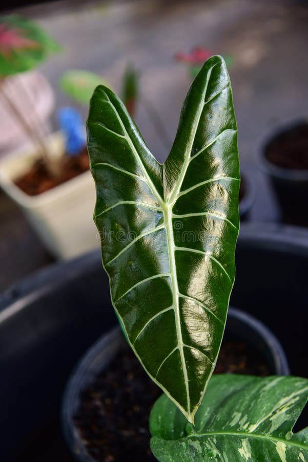 Fancy Leaf Caladium in Nature Stock Image - Image of flowers, fresh ...