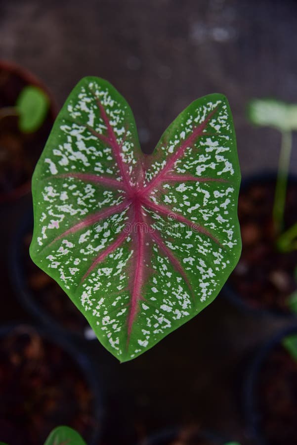 Fancy Leaf Caladium in Nature Stock Image - Image of bicolor, jungle ...