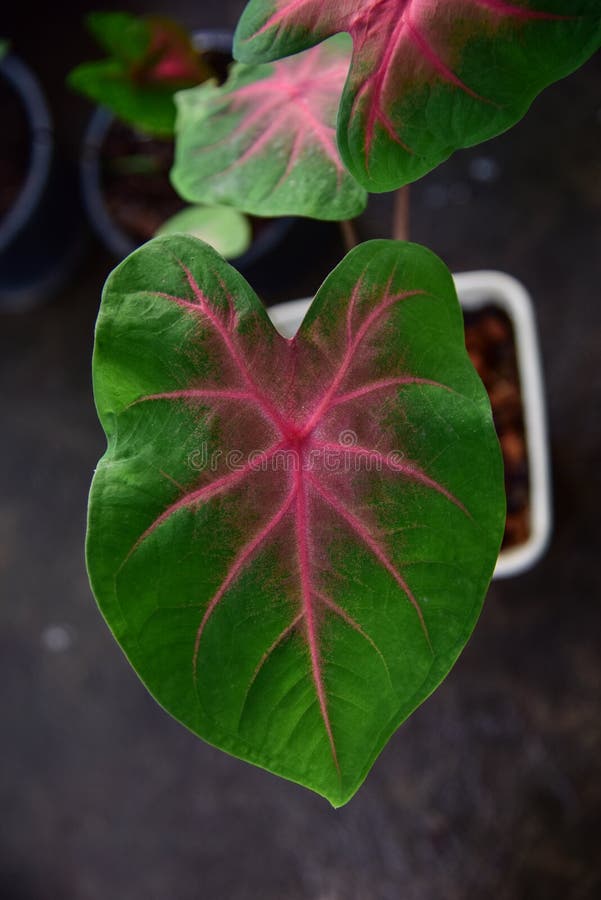 Fancy Leaf Caladium in Nature Stock Photo - Image of flowers, botanic ...
