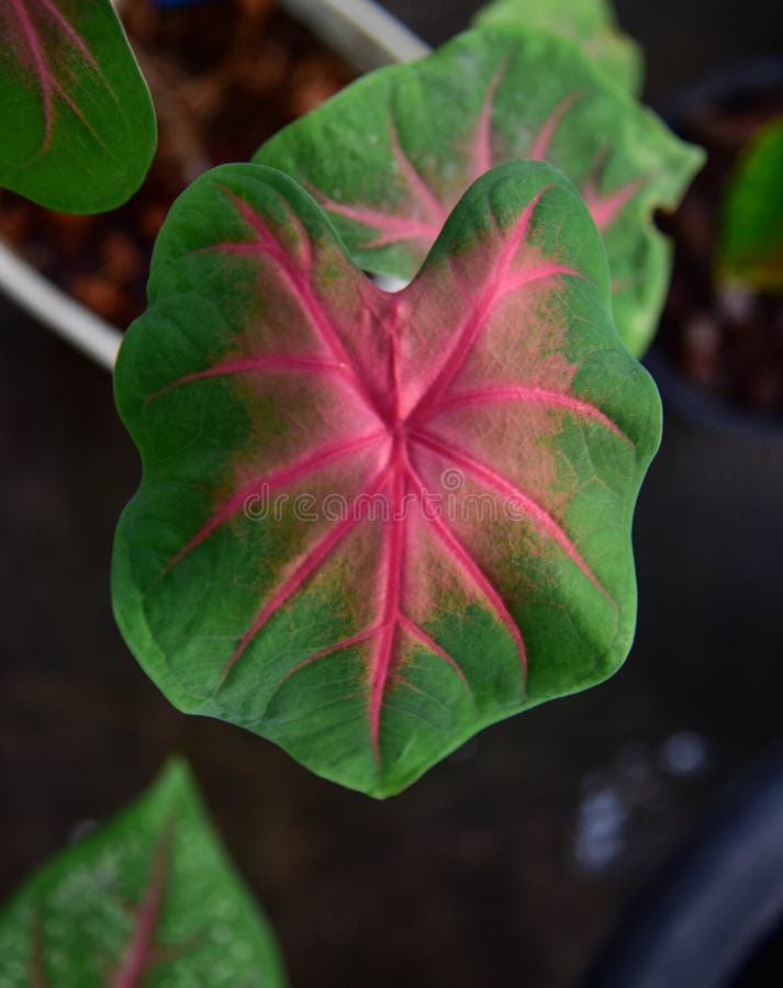 Fancy Leaf Caladium in Nature Stock Photo - Image of heartshaped ...
