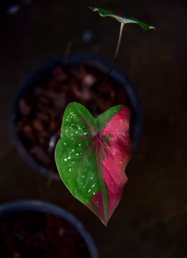 Fancy Leaf Caladium in Nature Stock Image - Image of bicolor, closeup ...