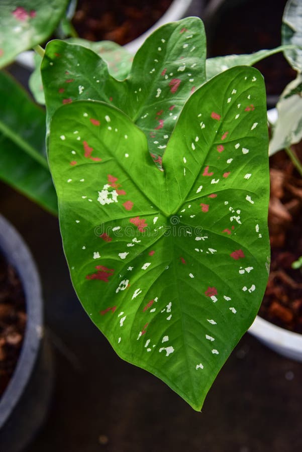 Fancy Leaf Caladium in Nature Stock Image - Image of isolated ...