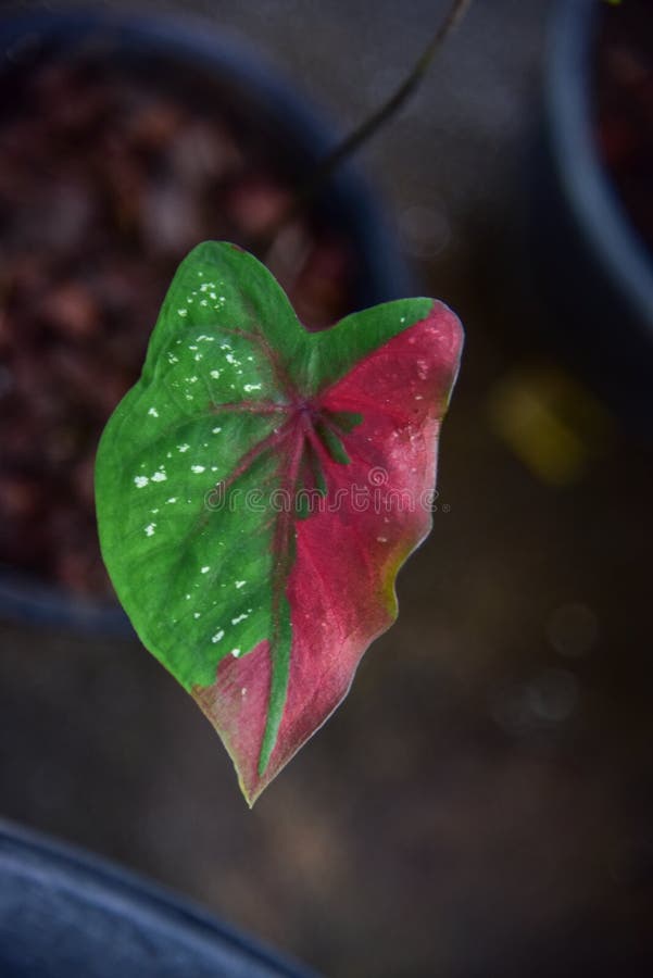 Fancy Leaf Caladium in Nature Stock Photo - Image of environment ...