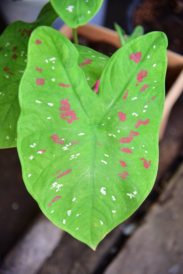 Fancy Leaf Caladium in Nature Stock Image - Image of decoration ...