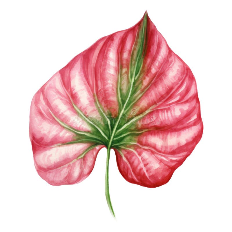 Fancy-Leaf Caladium, Tropical Leaf Illustration. Watercolor Style Stock ...
