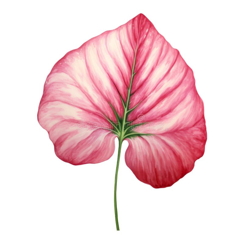 Fancy-Leaf Caladium, Tropical Leaf Illustration. Watercolor Style Stock ...