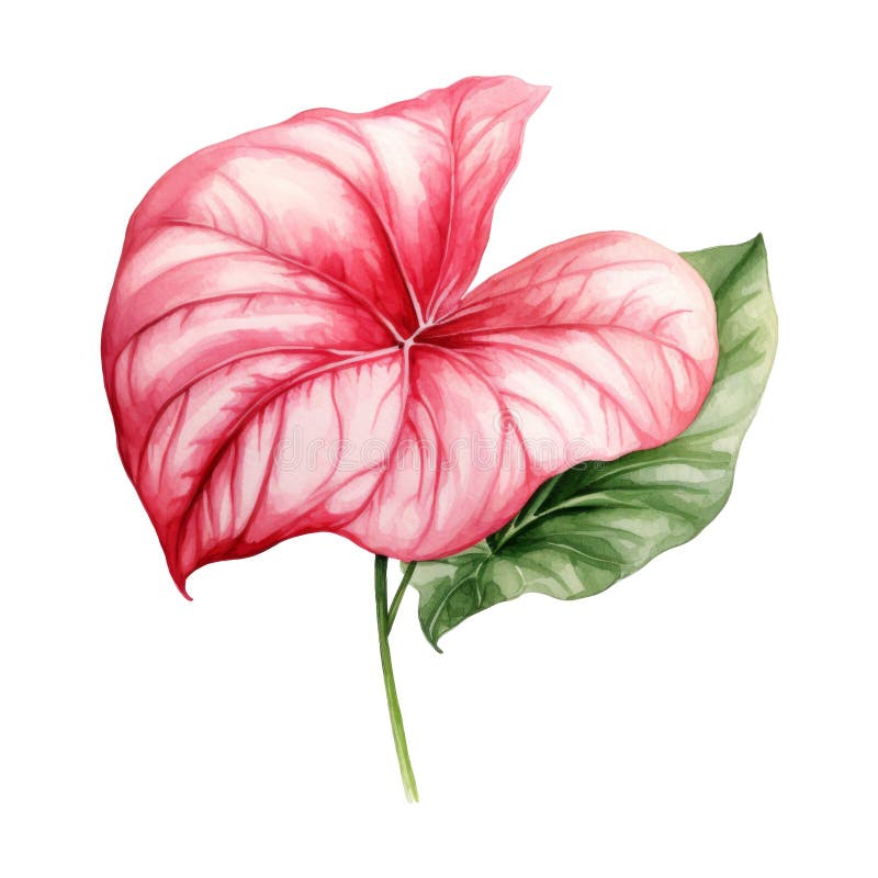 Fancy-Leaf Caladium, Tropical Leaf Illustration. Watercolor Style Stock ...