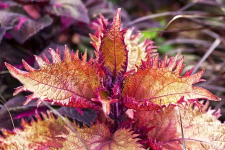 Fancy Leaf Coleus stock photo. Image of multicolored - 24612100