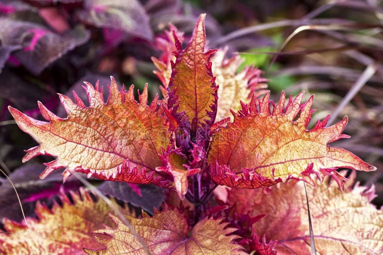 Fancy Leaf Coleus stock photo. Image of multicolored - 24612100