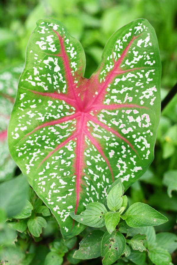 Fancy Leaved Caladium stock photo. Image of asian, natural - 30461246