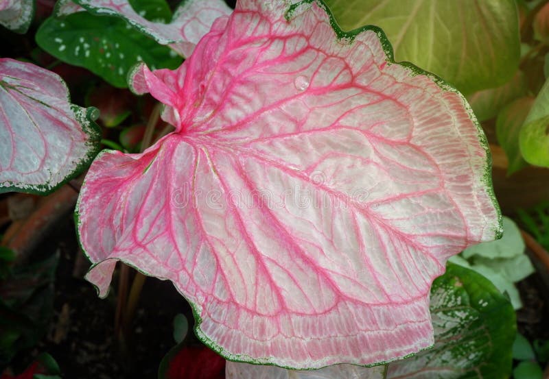 Fancy leaved caladium stock photo. Image of caladium - 97711656