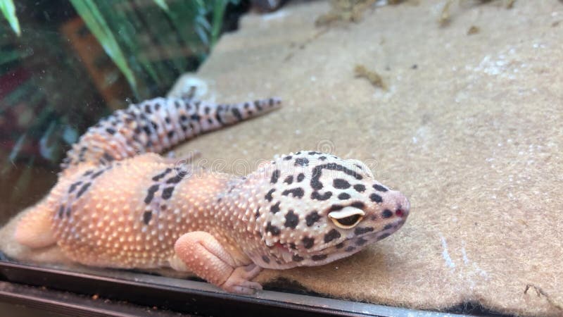 Fancy Leopard Gecko Resting in Pet Store Display Case Stock Video ...
