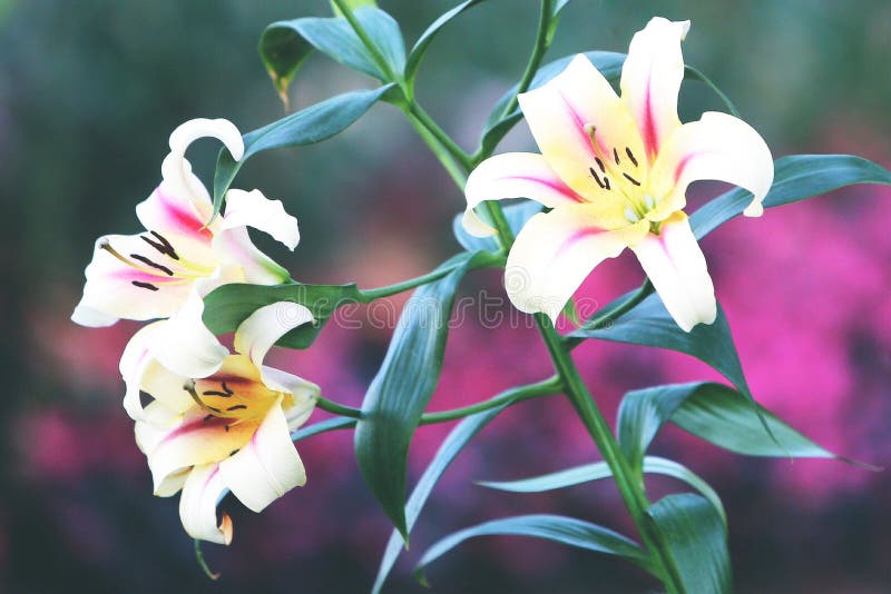 Fancy lily stock image. Image of fresh, lily, garden - 42796607