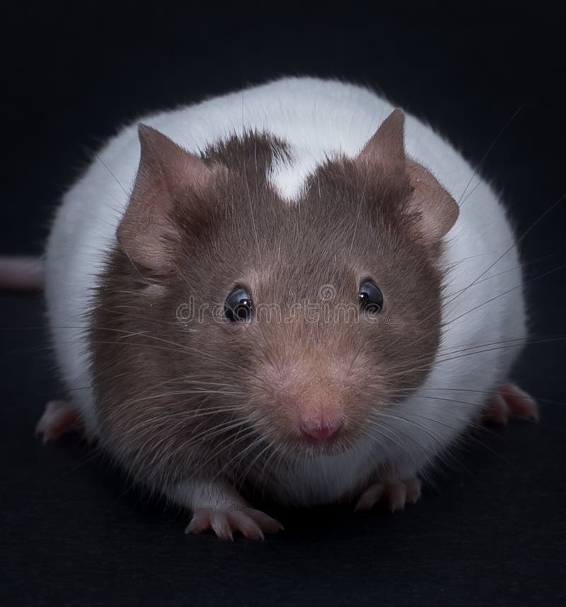 Fancy Mouse, Mus Musculus Domesticus Stock Image - Image of fluffy ...
