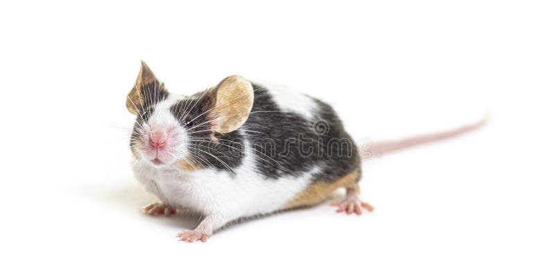 Fancy Mouse Looking at the Camera- Mus Musculus Domestica, Isola Stock ...