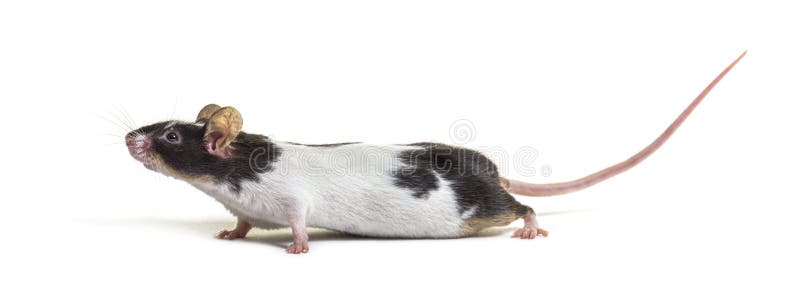 Fancy Mouse - Mus Musculus Domestica, Isolated Stock Image - Image of ...