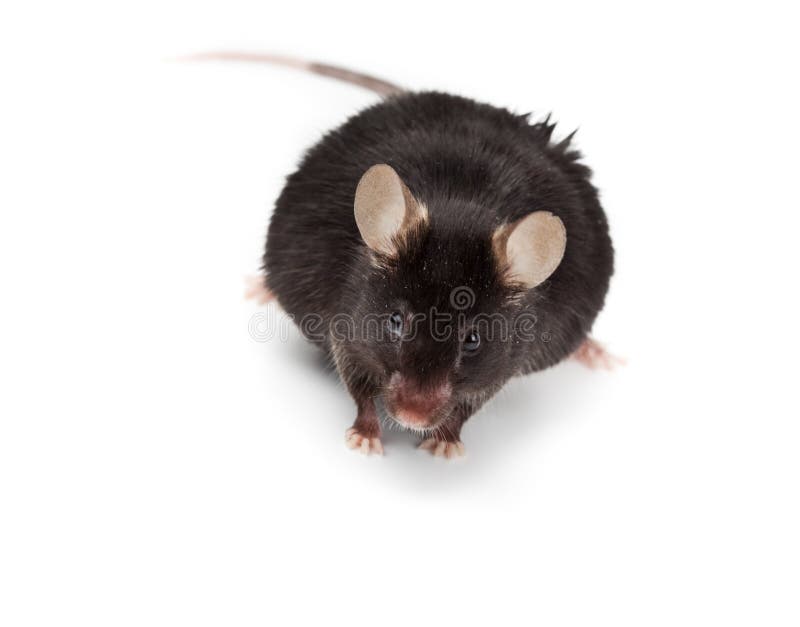 Fancy Mouse Stock Photos - Download 502 Royalty Free Photos