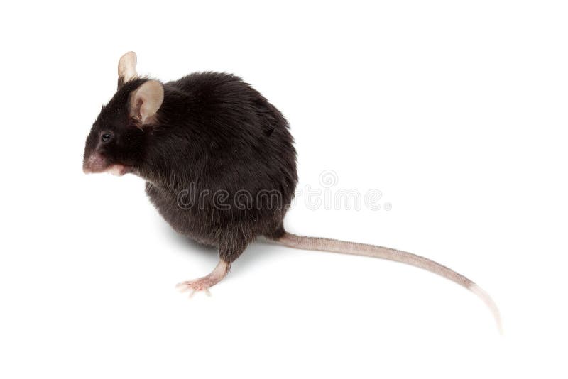 Fancy Mouse, Mus Musculus Domesticus Stock Image - Image of fluffy ...