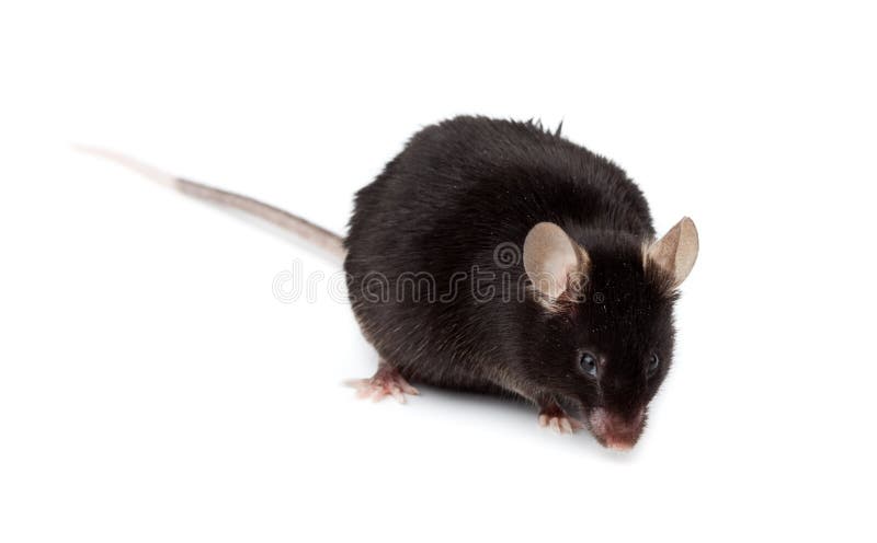 Fancy Mouse, Mus Musculus Domesticus Stock Image - Image of rodent ...