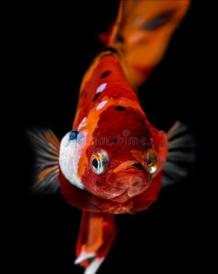Fancy Nemo Betta or Siamese Fighting Fish Stock Photo - Image of black ...