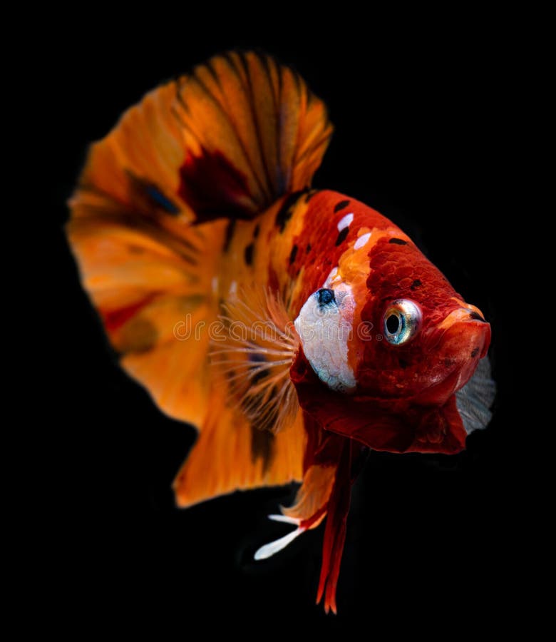Fancy Nemo Betta or Siamese Fighting Fish Stock Photo - Image of black ...