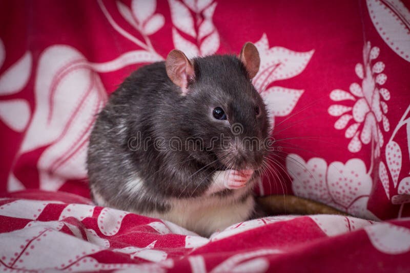 Fancy Pet Black Rat Sofa stock image. Image of breed - 174496559