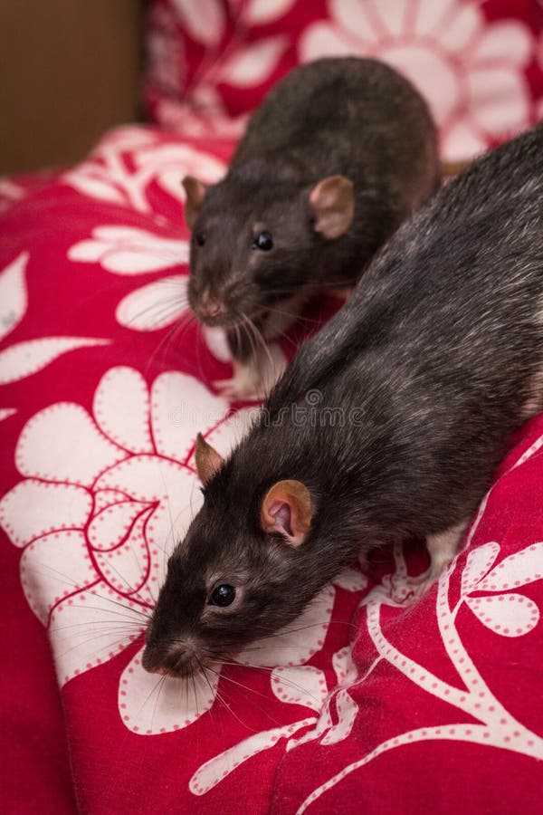 Fancy Pet Rats stock photo. Image of fancy, agouti, house - 130656694
