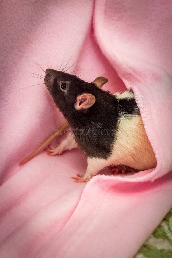 Fancy Pet Hooded Rat stock photo. Image of curious, blankets - 214331290