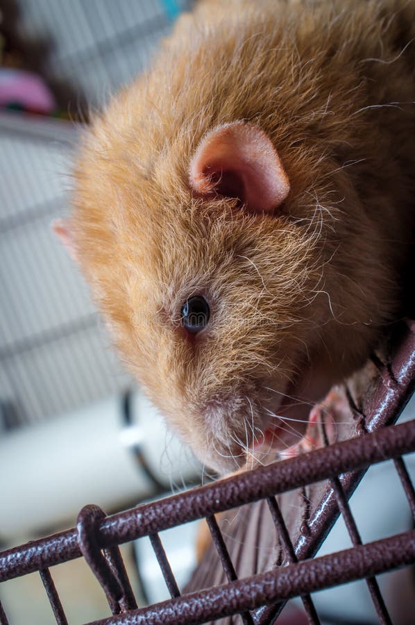 Fancy Pet Rat stock photo. Image of soft, eared, experiment - 130639742