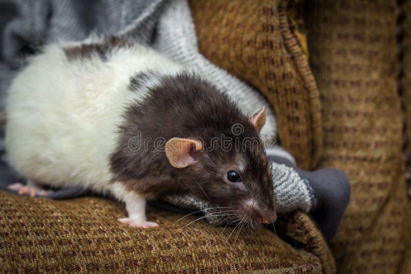 Fancy Pet Rat Sofa stock image. Image of couch, friend - 118905219