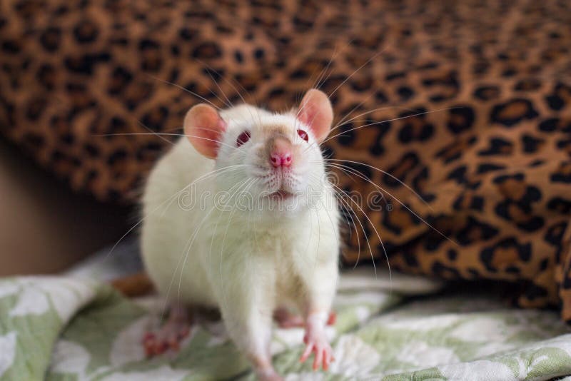 Fancy Pet Rat Sofa stock photo. Image of friend, docile - 118905262
