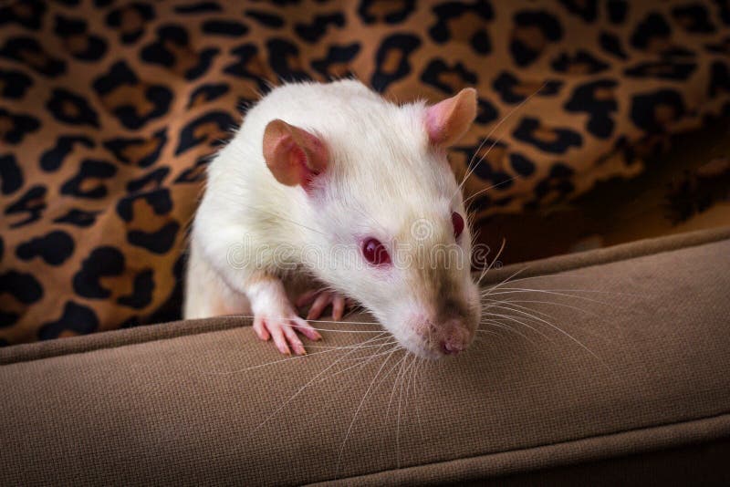 Fancy Pet Rat Sofa stock photo. Image of ruby, docile - 145585904
